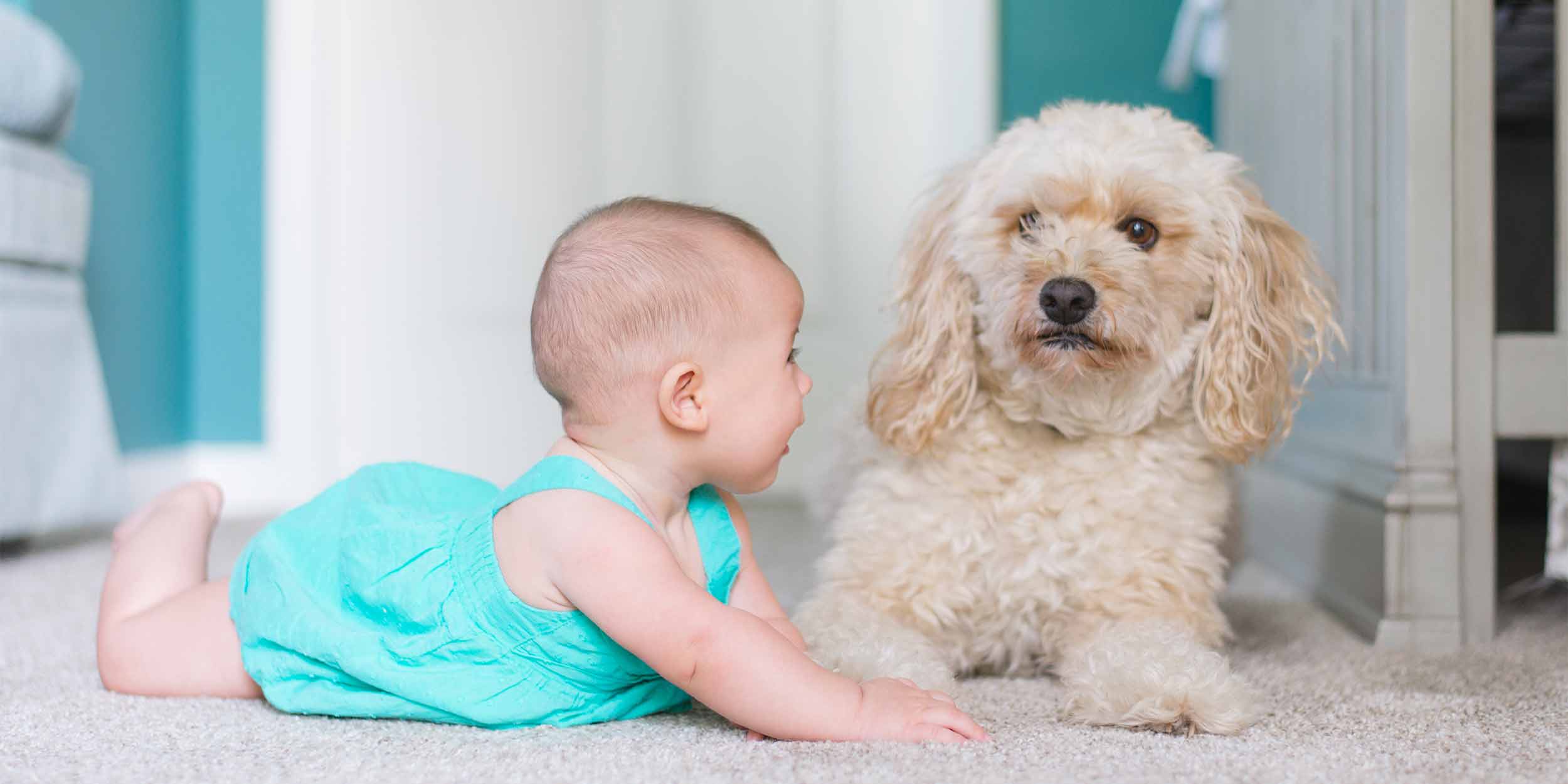 Loyal Rescue - Adopt